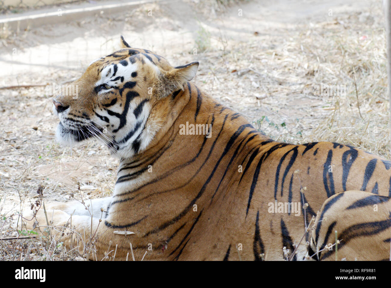Tigre royal du bengale Banque de photographies et d’images à haute ...