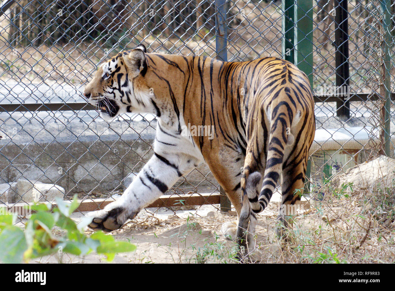 Tigre royal du bengale Banque de photographies et d’images à haute ...