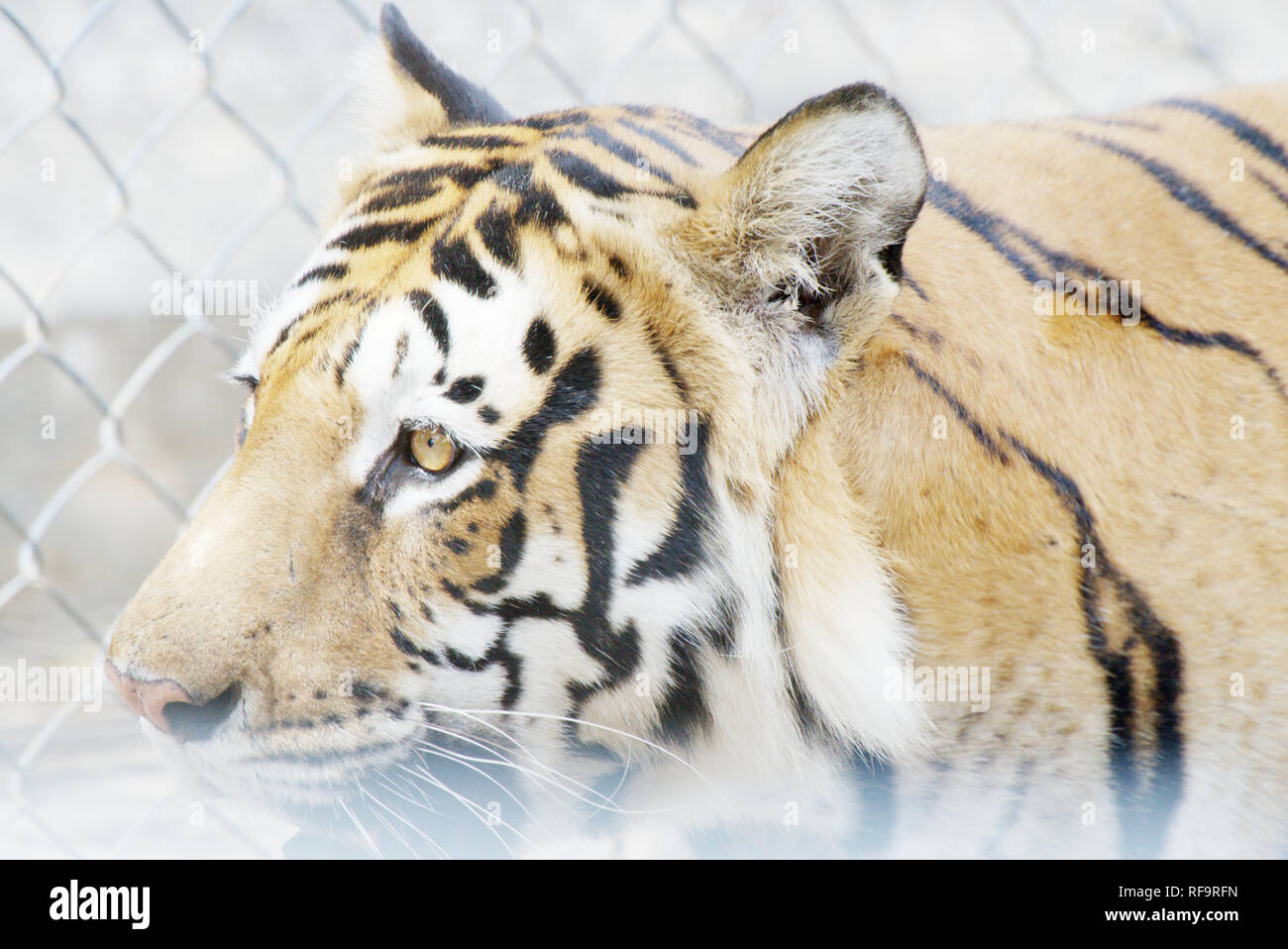 Tigre royal du bengale Banque de photographies et d’images à haute ...