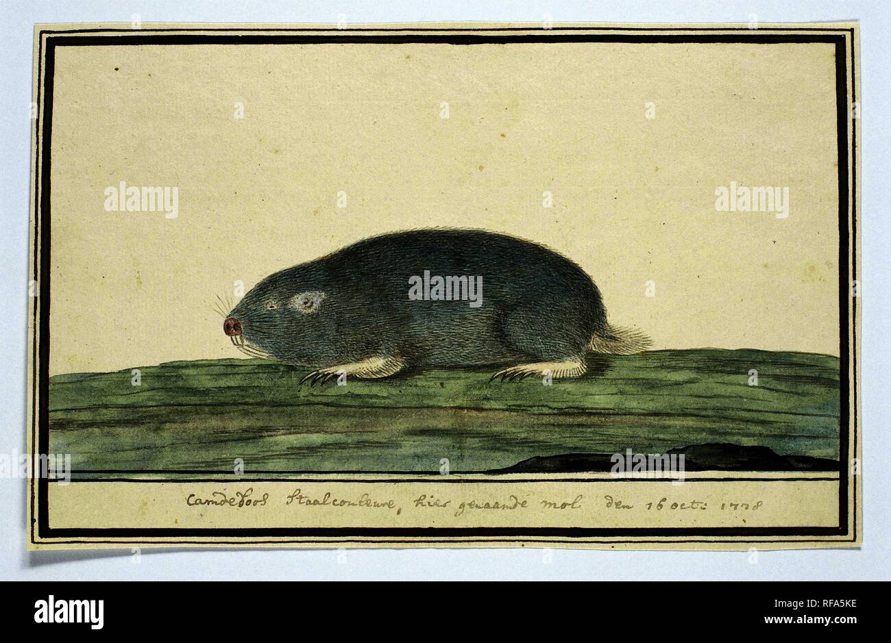 Cryptomys hottentotus Banque de photographies et d’images à haute ...