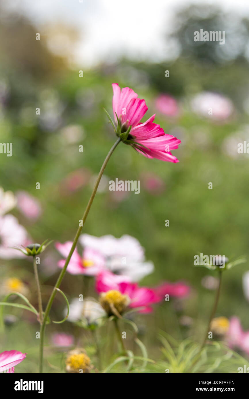 Jolies fleurs roses Banque de photographies et d’images à haute ...