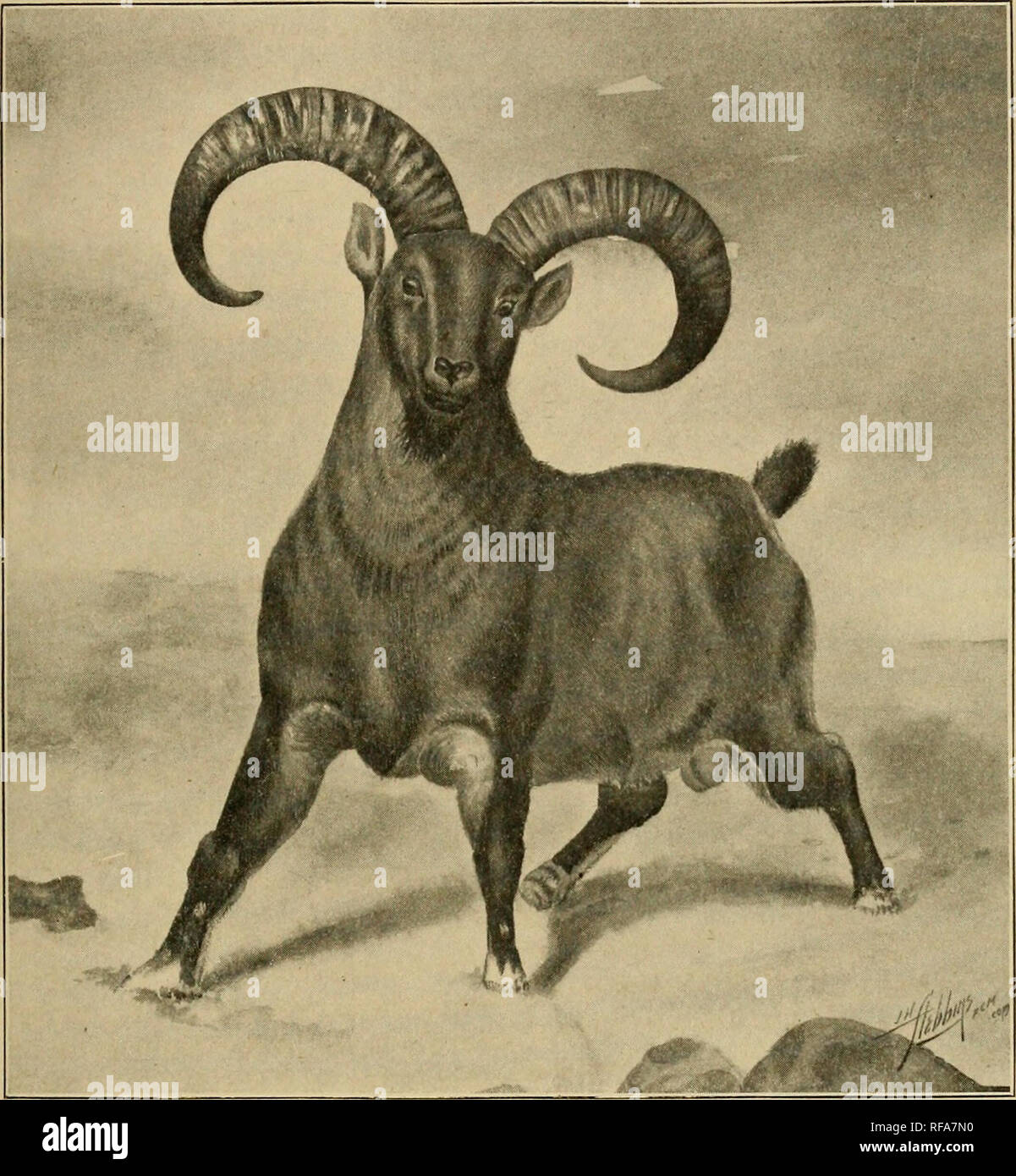 G capra hircus Banque de photographies et d’images à haute résolution ...