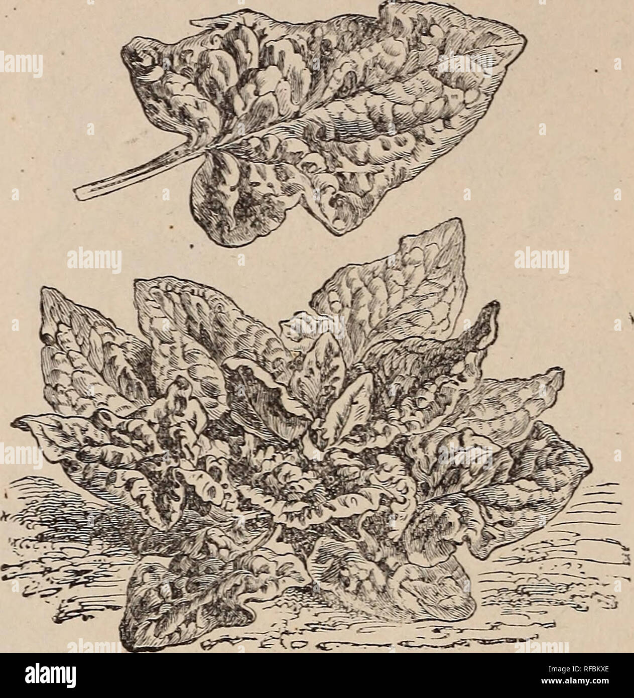 Espinacas savoy Banque de photographies et d’images à haute résolution ...