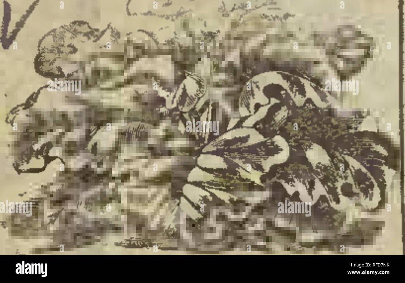 . R.H. Shumway : guide de jardin. Rockford Illinois pépinière ...