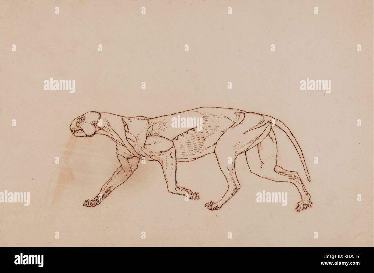 Dissection superficielle de la main humaine Banque de photographies et ...