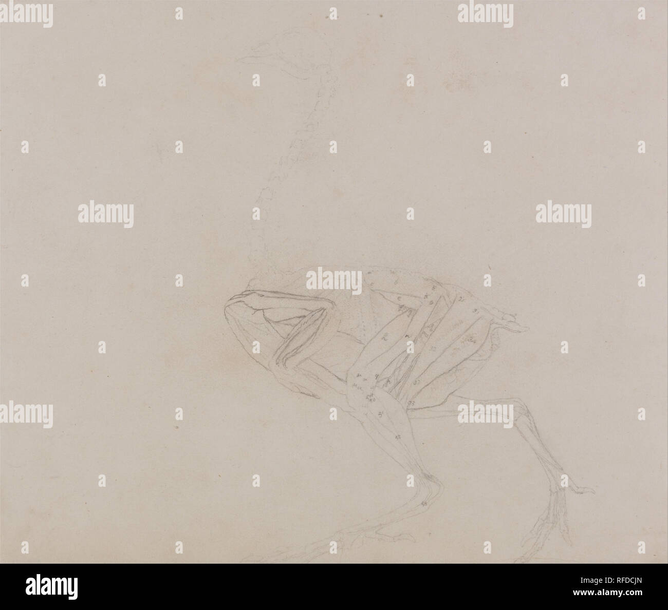 Dissection humaine Banque de photographies et d’images à haute ...