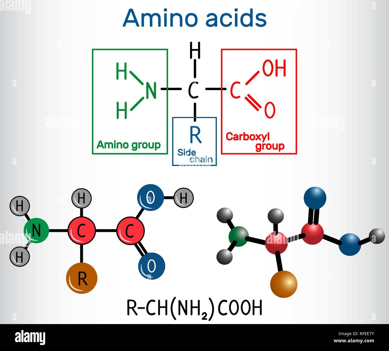 Formule générale d'acides aminés, qui sont des blocs de construction ...