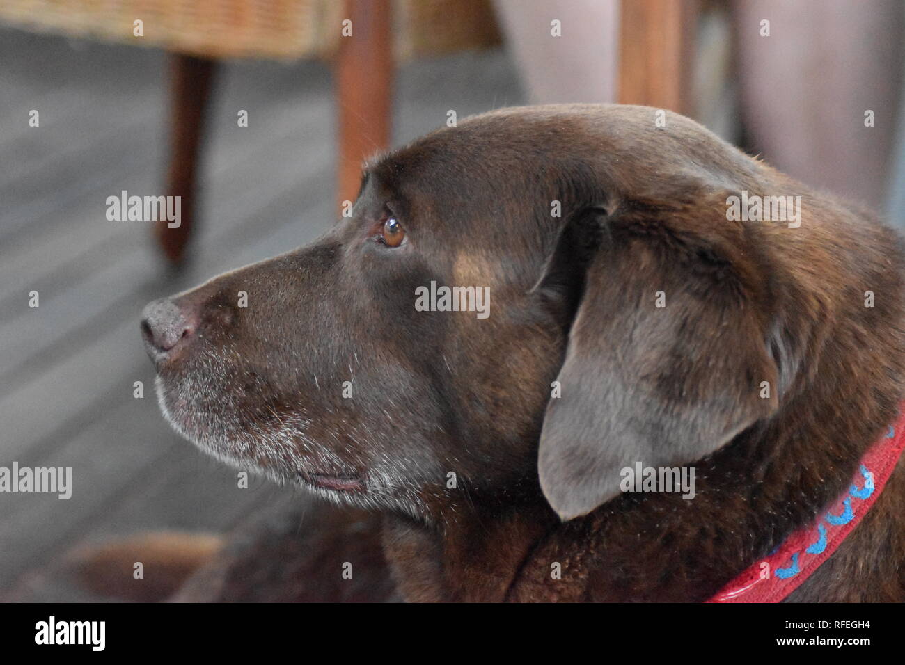 Labrador profile Banque de photographies et d’images à haute résolution ...