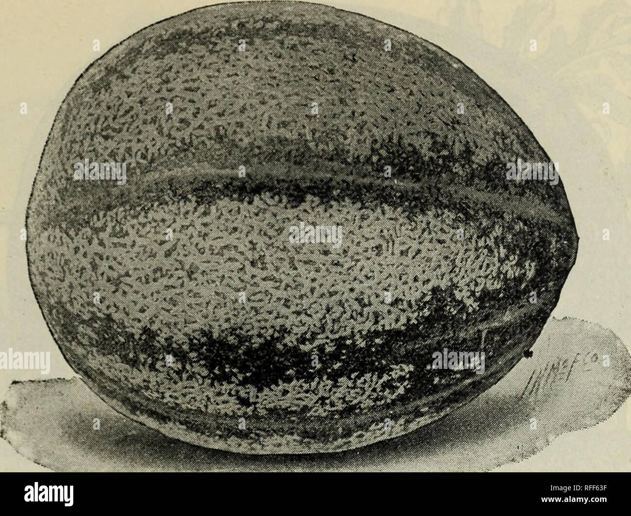 Sow leeks seeds Banque de photographies et d’images à haute résolution ...