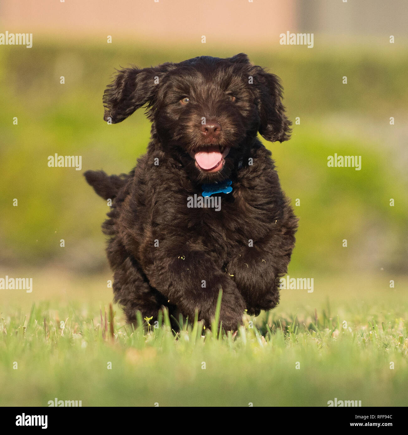 Labradoodle australien Banque de photographies et d’images à haute ...