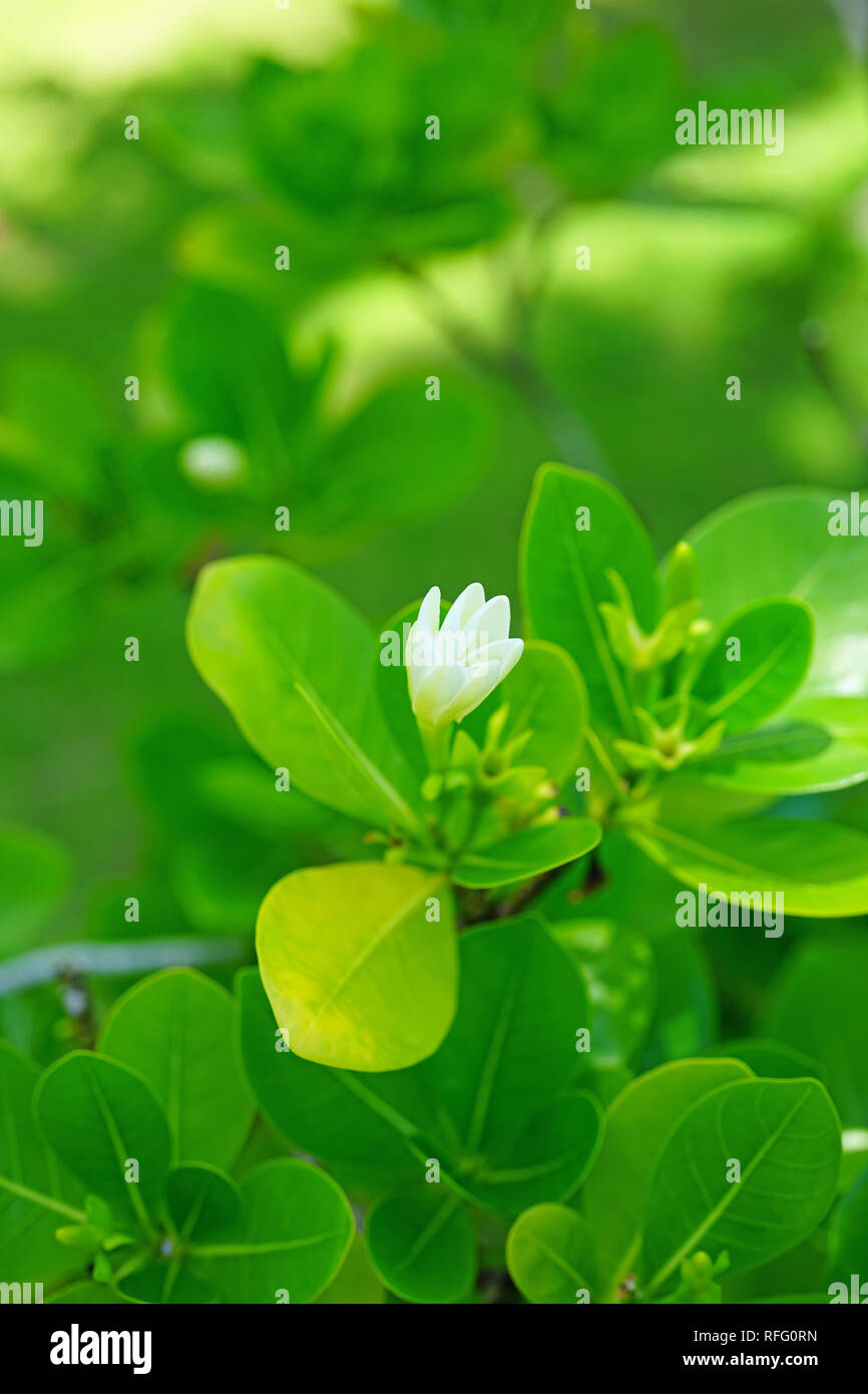 Fleur de tiaré parfumées blanc (Gardenia taitensis) poussant sur une ...