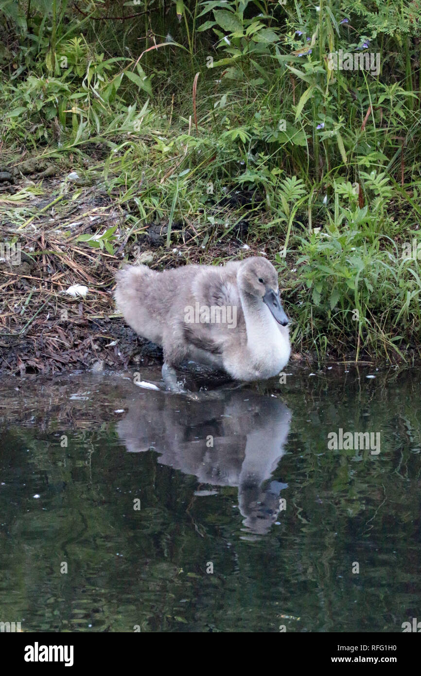 Cygne muet adulte adulte Banque de photographies et d’images à haute résolution - Alamy