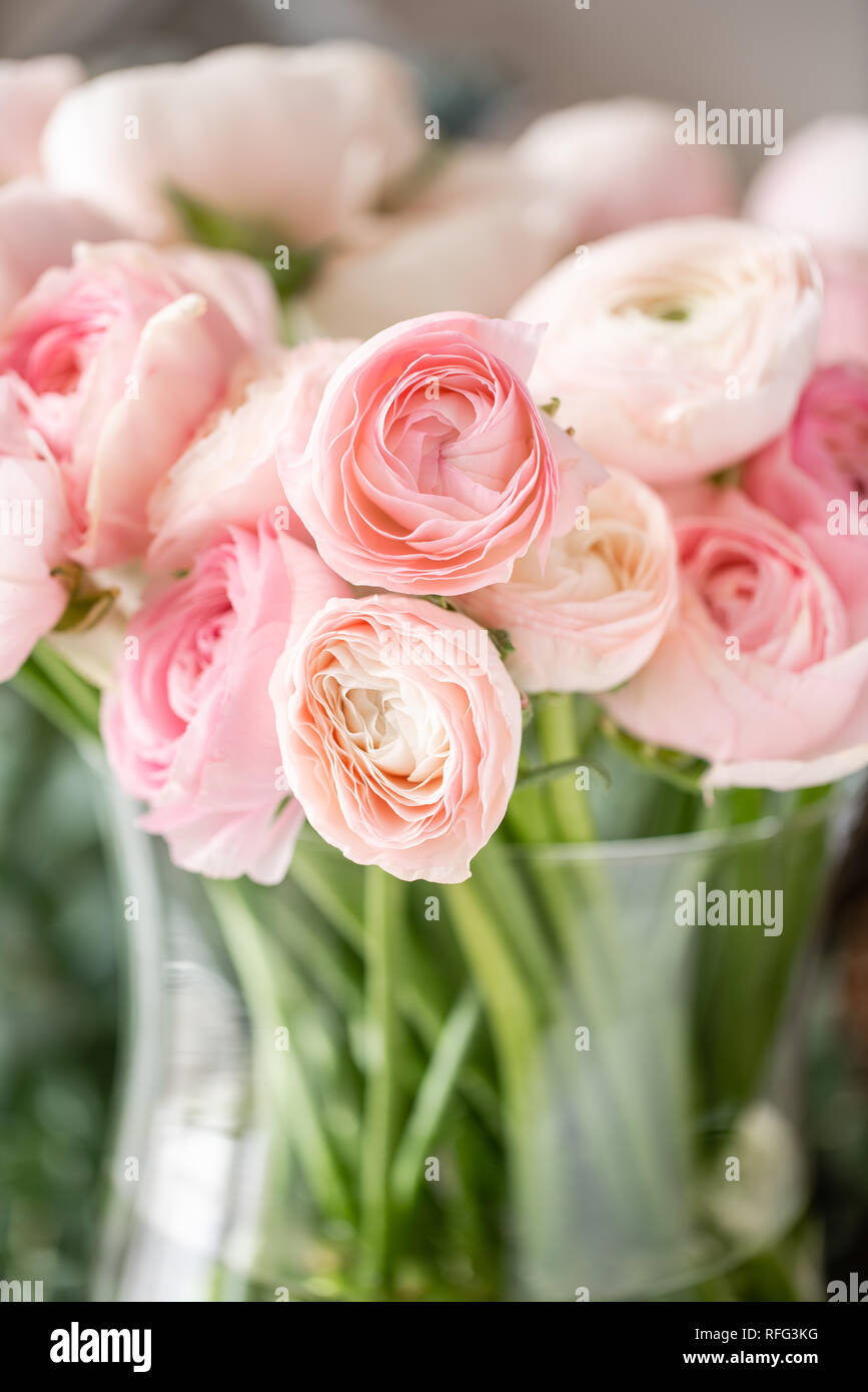 Renoncule de Perse en vases de verre. Bouquet de renoncules roses ...