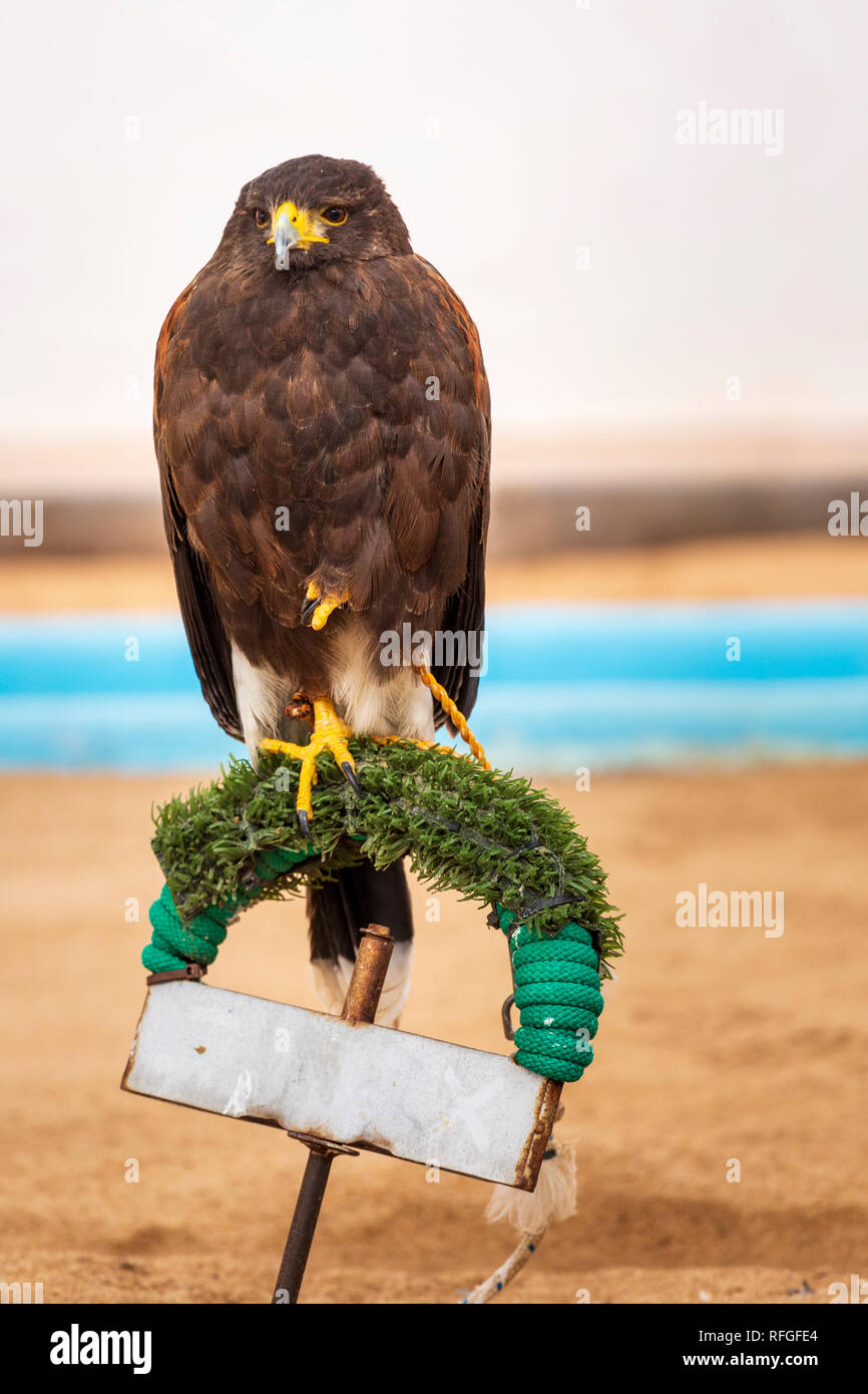 Oiseau de proie captif Banque de photographies et d’images à haute ...