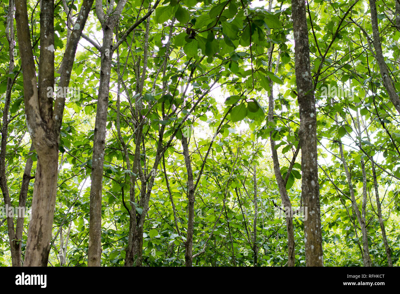 Le Teck est un arbre de bois dur tropical espèces placées dans la ...