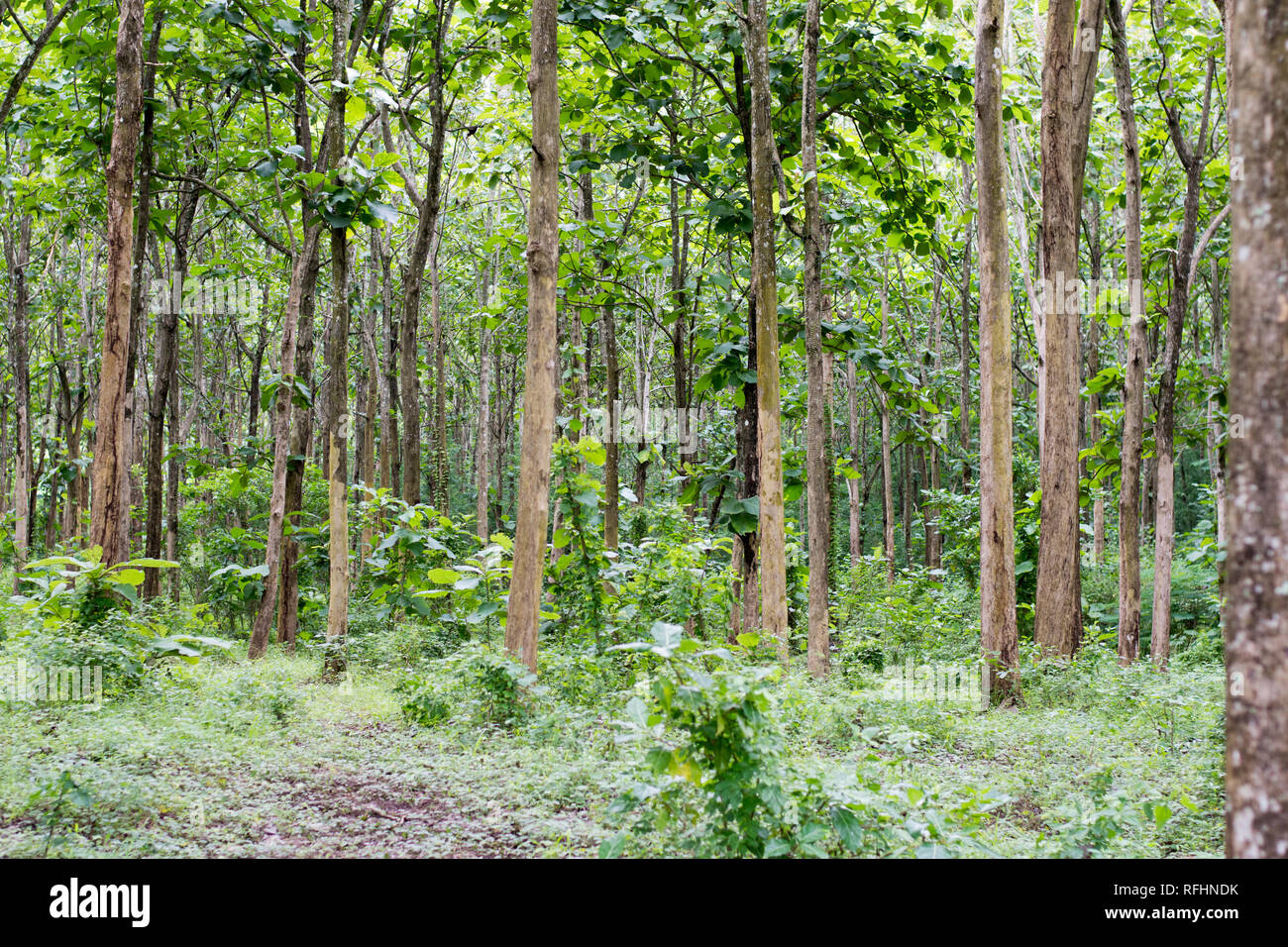 Le Teck est un arbre de bois dur tropical espèces placées dans la ...