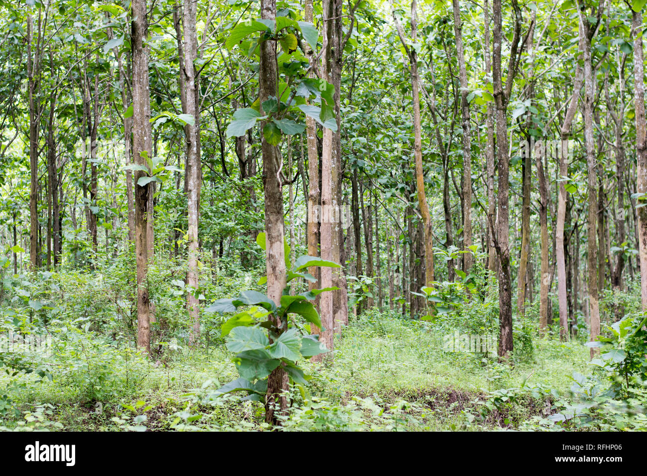 Le Teck est un arbre de bois dur tropical espèces placées dans la ...