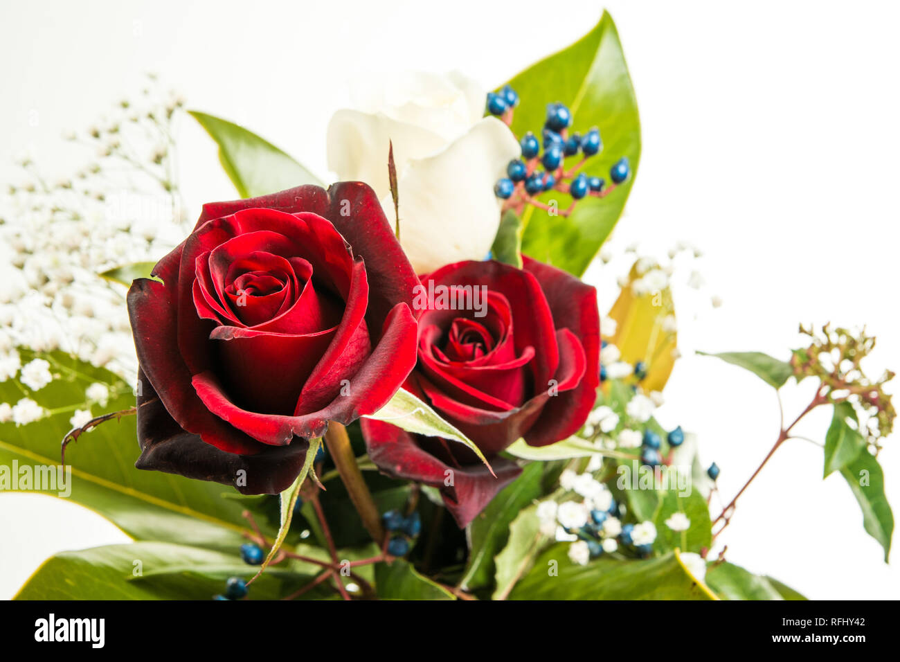 Roses rouges et blanches Banque de photographies et d’images à haute ...