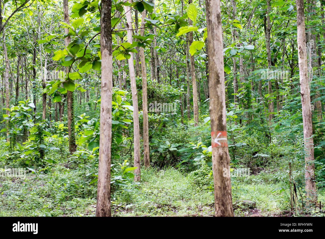 Le Teck est un arbre de bois dur tropical espèces placées dans la ...