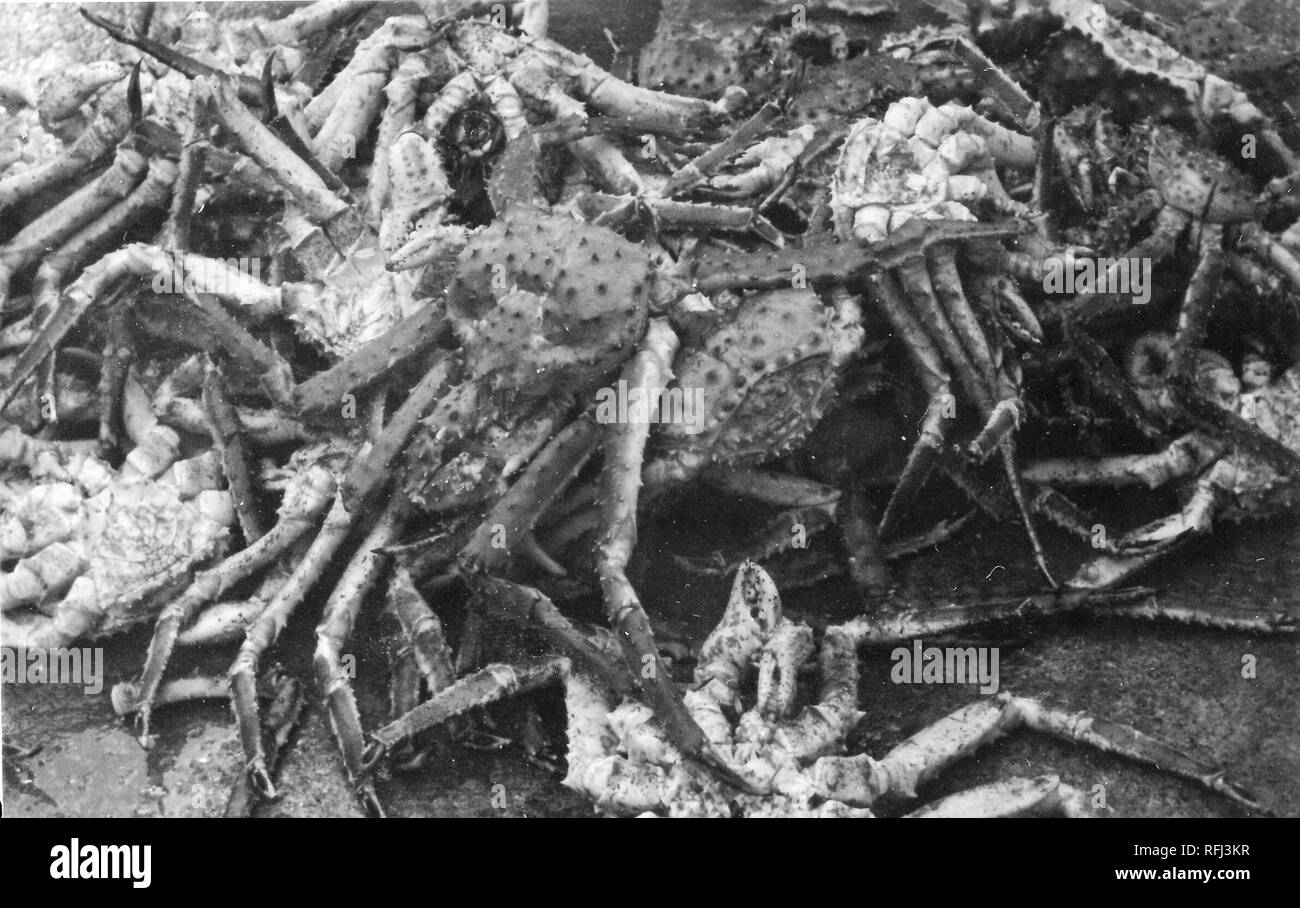 Alaskan king crab Banque d'images noir et blanc - Alamy