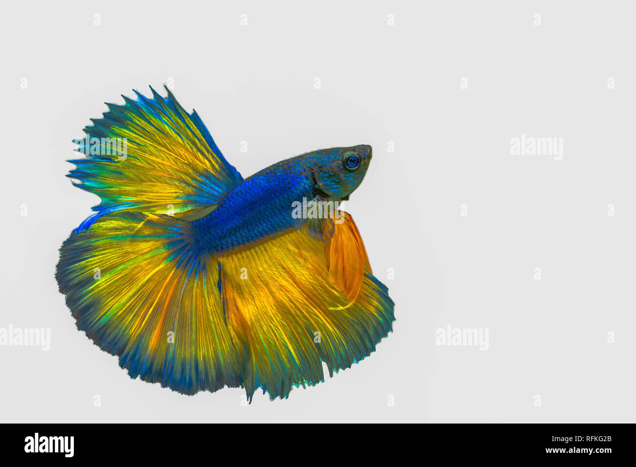 Poisson de combat siamois betta splendens Banque de photographies et d ...