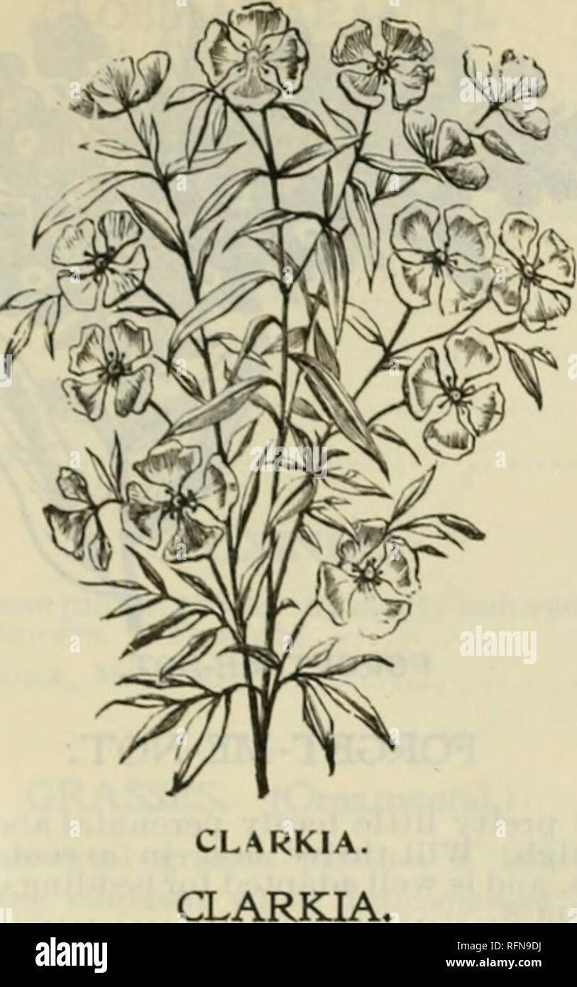 . L'Illustre et catalogue descriptif de jardin, terrain et des graines ...