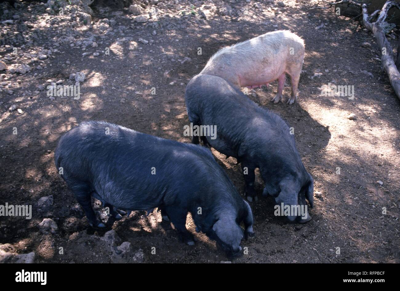 Black pigs Banque de photographies et d’images à haute résolution - Alamy
