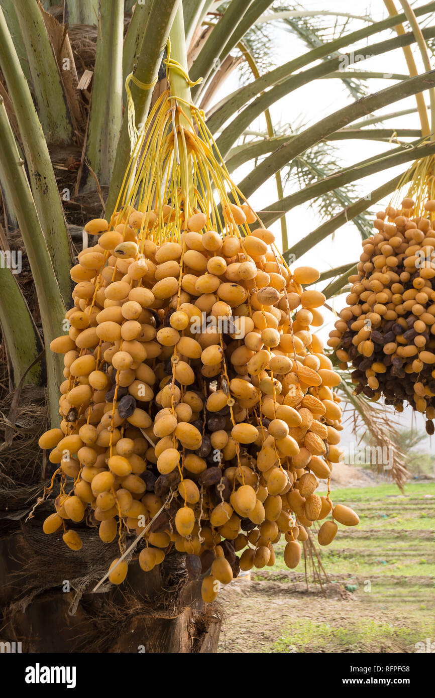 Arbre de dates Banque de photographies et d’images à haute résolution ...