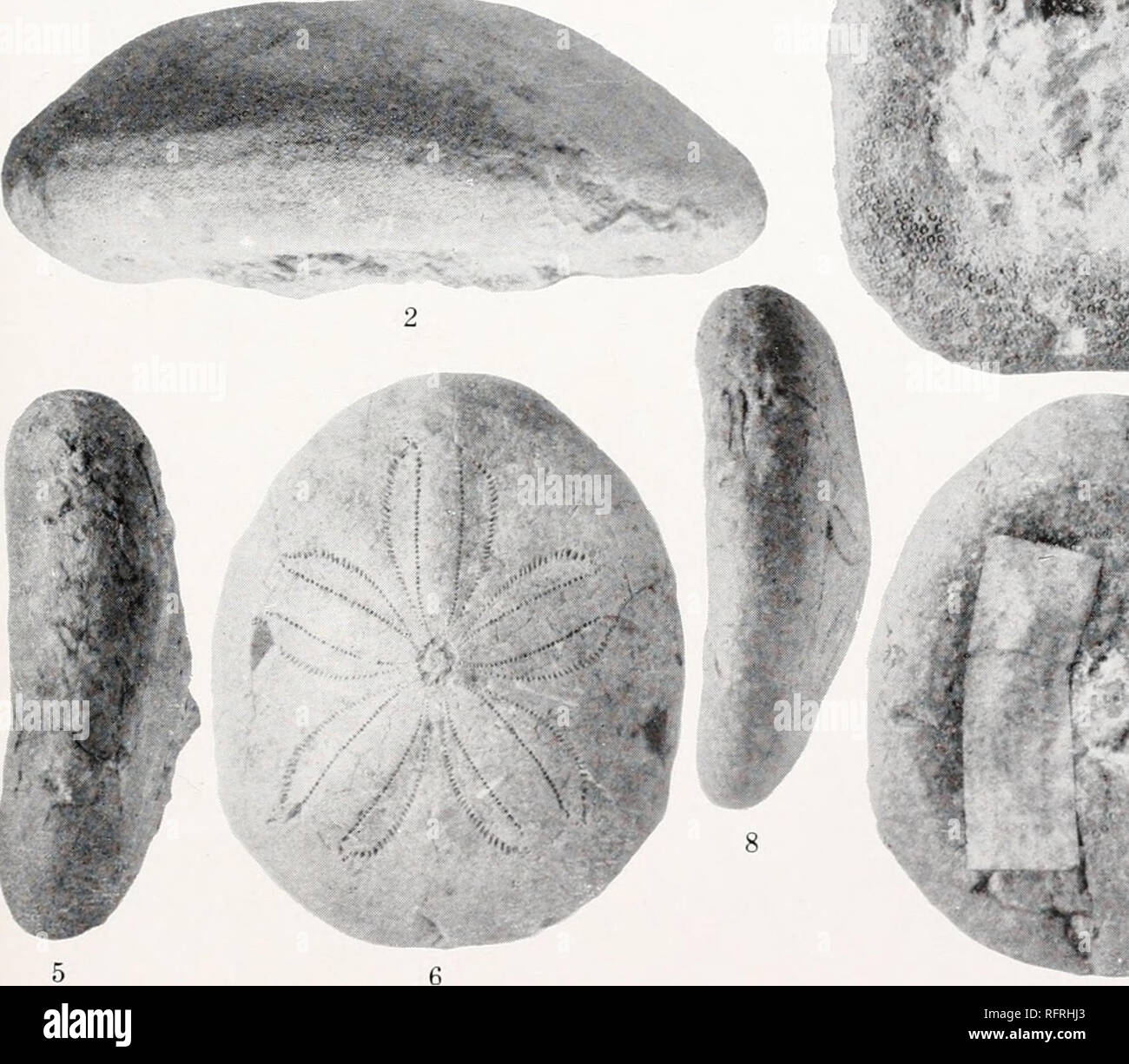 . Carnegie Institution of Washington publication. . ' 1,2. Clypeaster ...