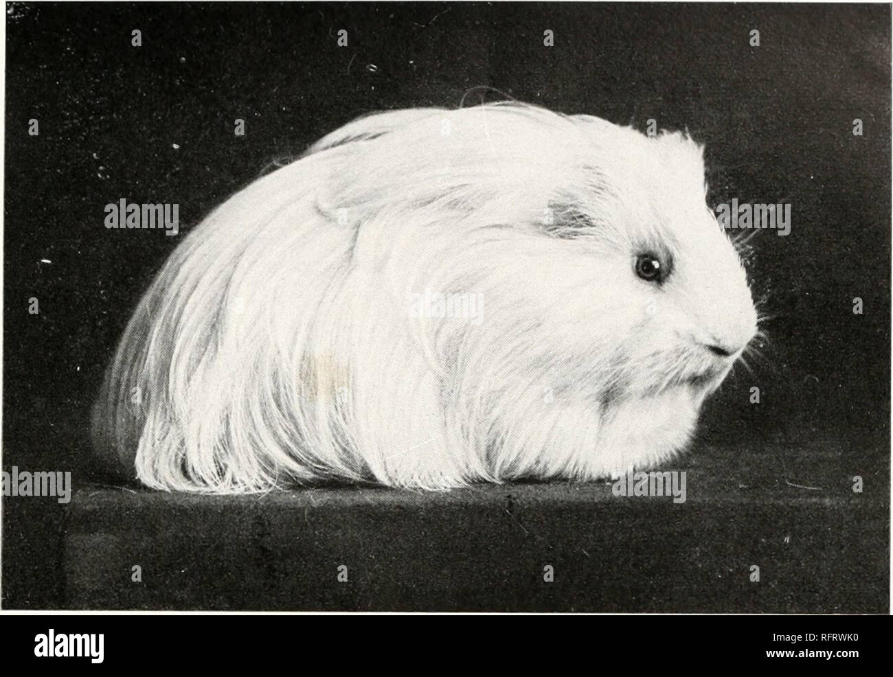 Angora guinea pig Banque de photographies et d’images à haute ...