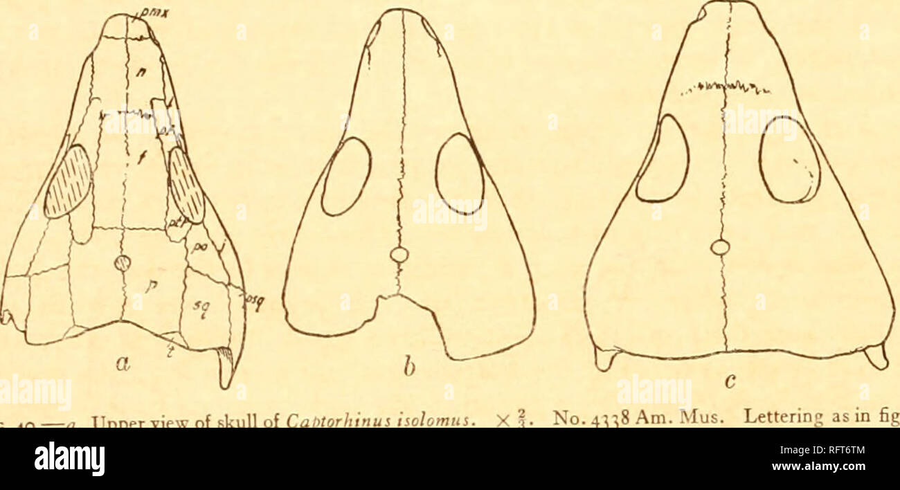 Parietal foramen Banque de photographies et d’images à haute résolution ...
