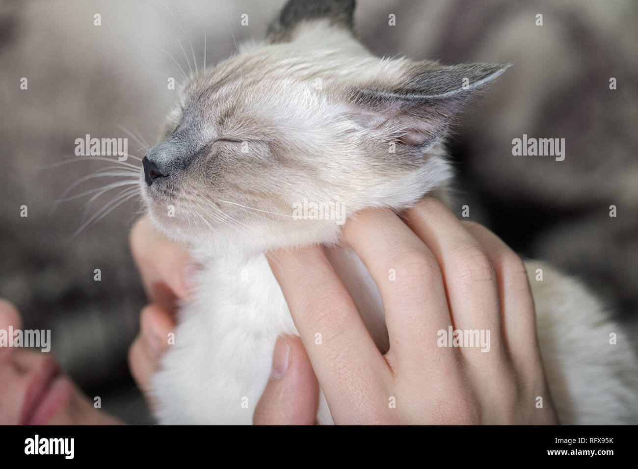 Caresser un chat Banque de photographies et d’images à haute résolution ...