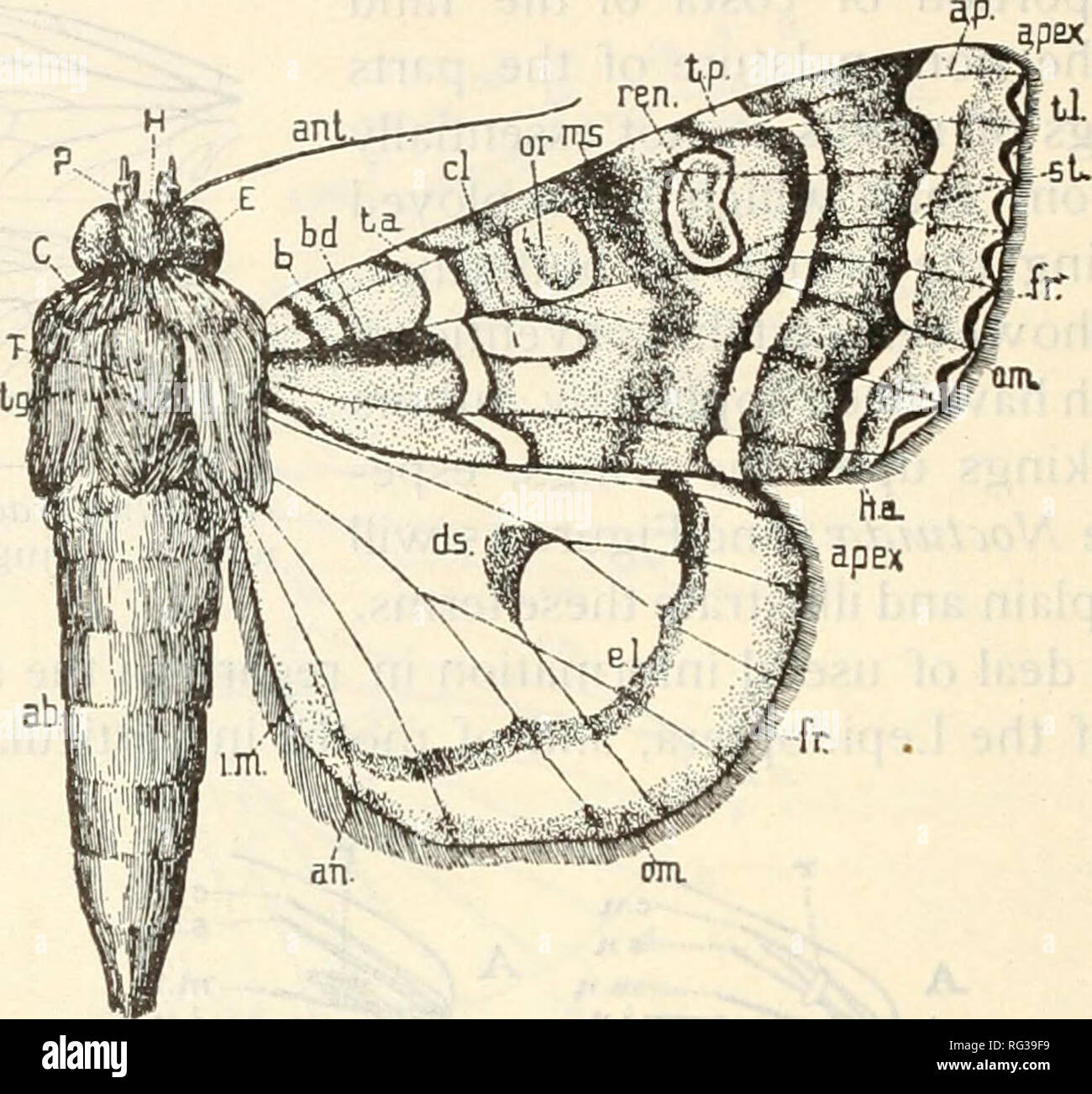 . Le papillon livre ; un guide populaire pour une connaissance des ...