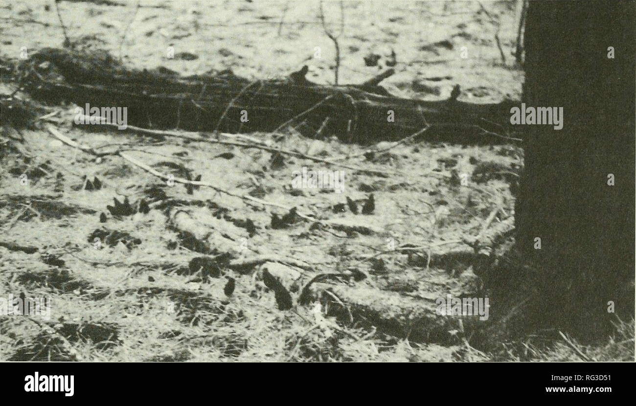 . La Canadian field-naturaliste. La figure 1. Ascocarpe de Morchella ...