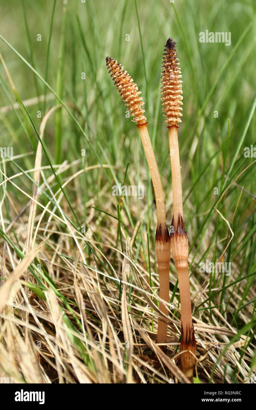La prêle des champs Banque de photographies et d’images à haute ...