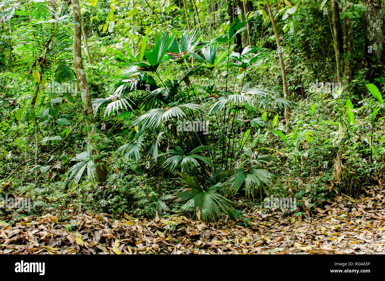 Bosque seco tropical de panama Banque de photographies et d’images à ...