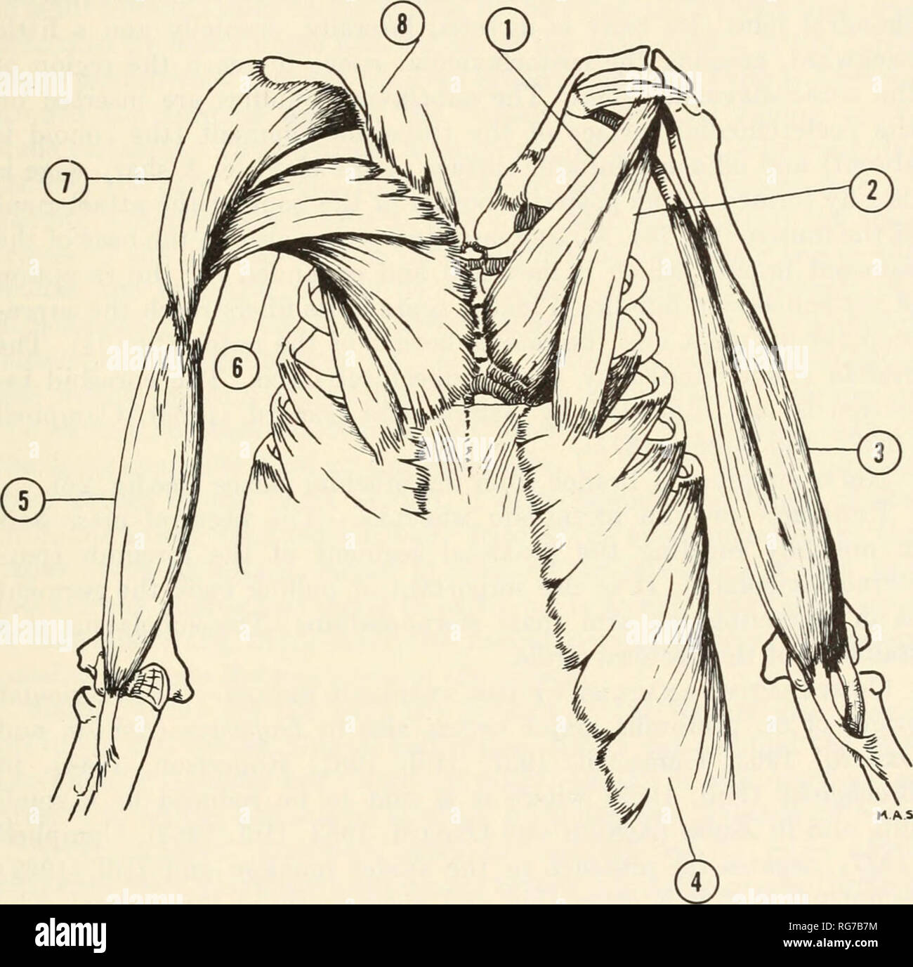 . Bulletin - United States National Museum. La science. Système ...