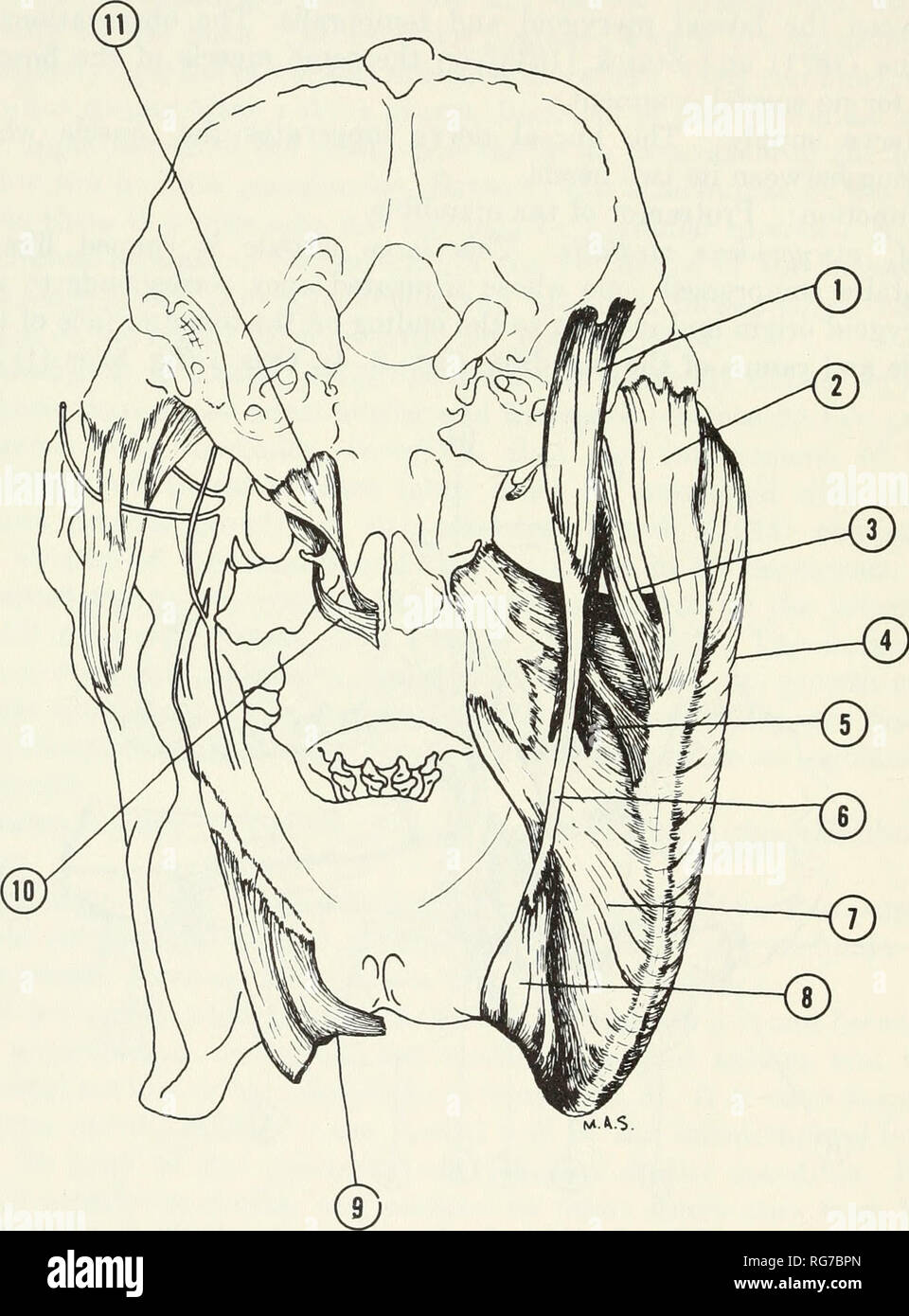 Temporo mandibular Banque de photographies et d’images à haute ...