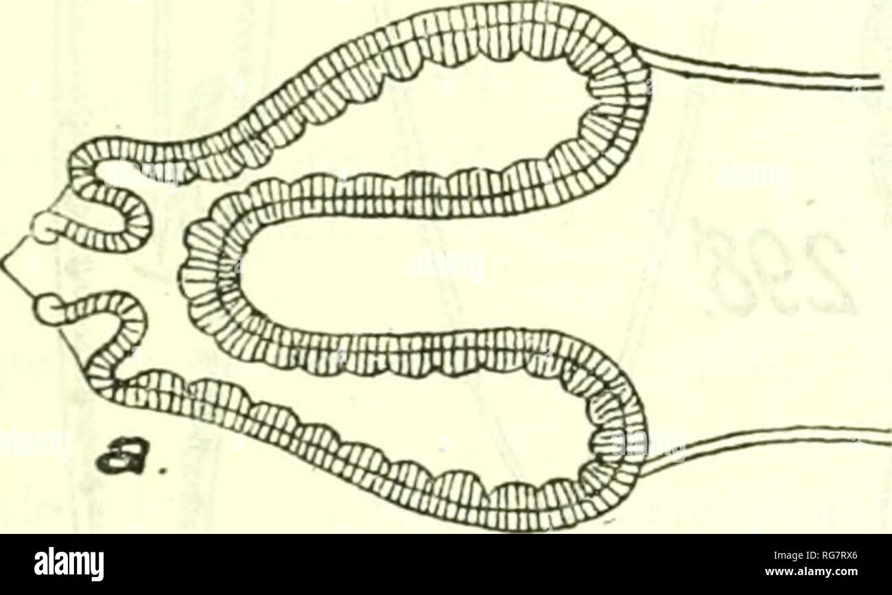 Nematode eggs Banque de photographies et d’images à haute résolution ...