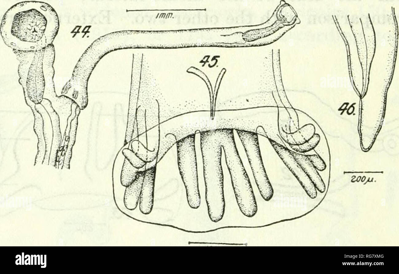 . Bulletin - United States National Museum. La science. BULLETIN 40 ...