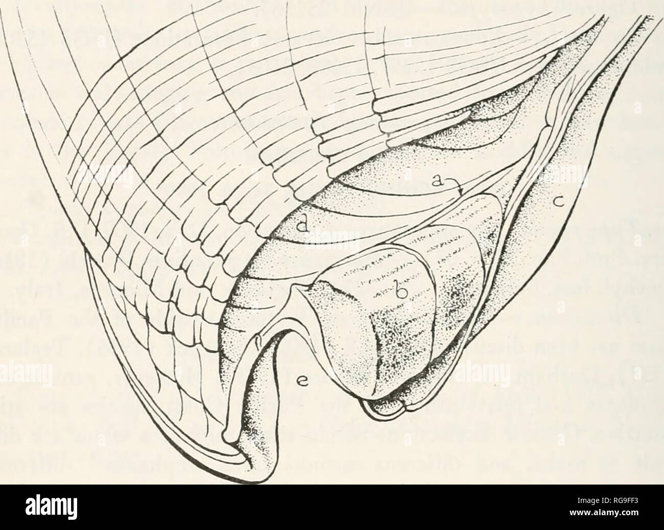 Siphonal canal Banque de photographies et d’images à haute résolution ...