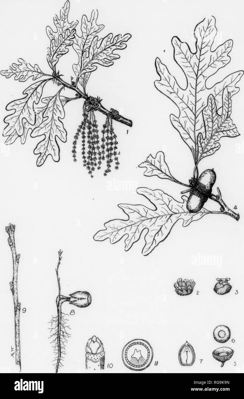 . Bulletin (New York Ministère des Forêts), no. 11. Les forêts et la ...