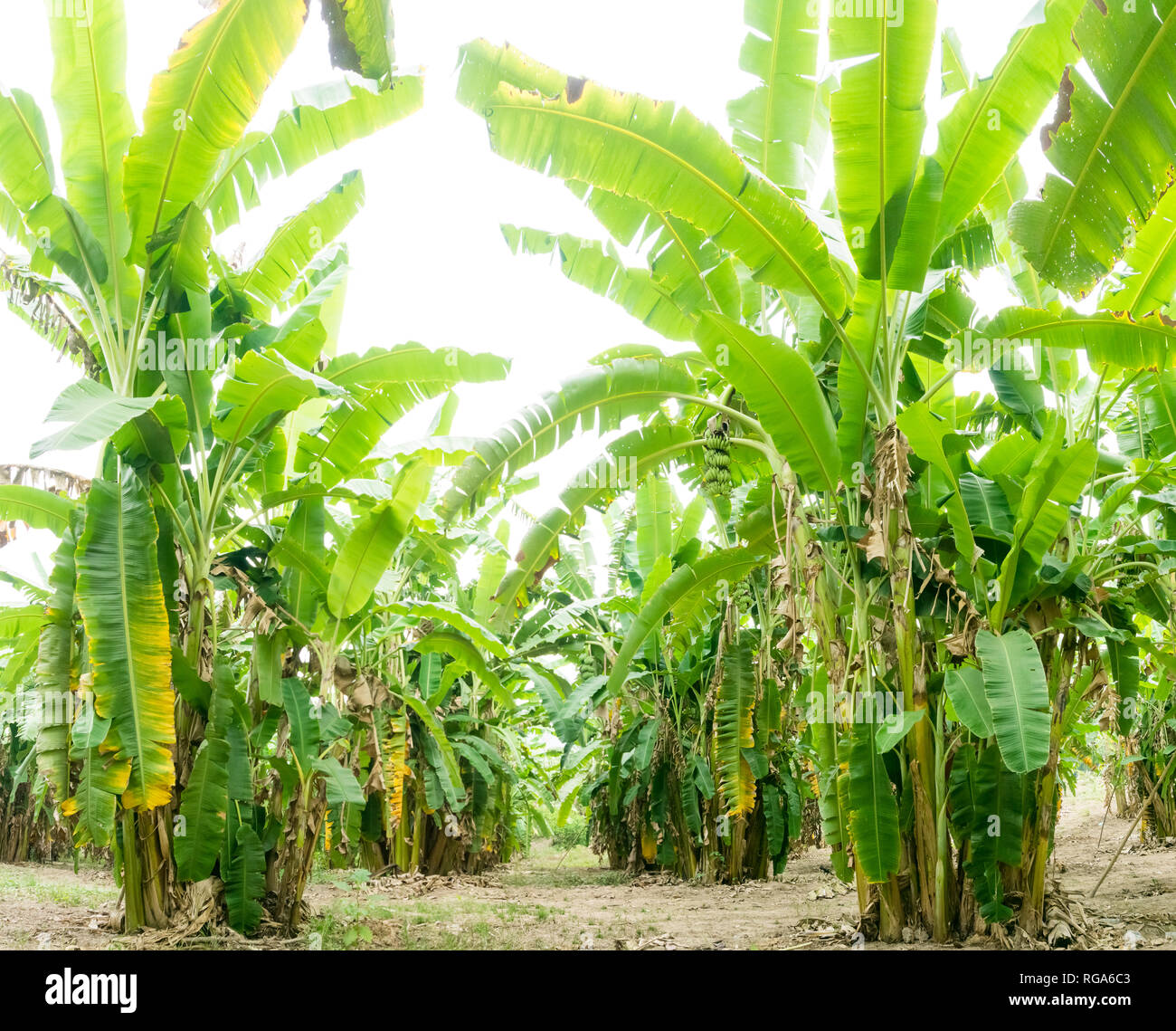 Banana plantation agriculture irrigation Banque de photographies et d ...