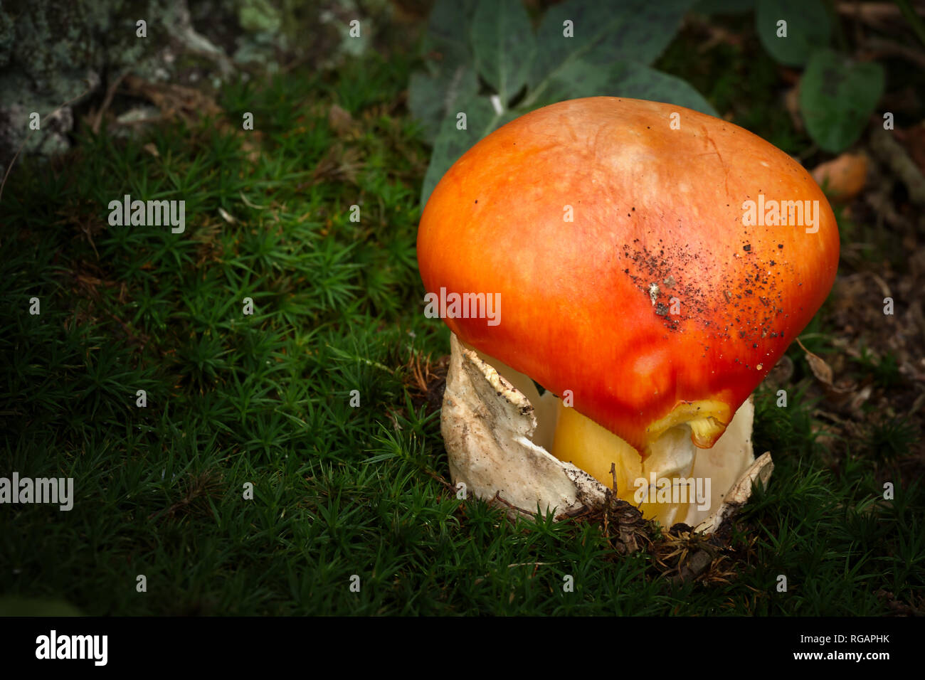 Champignon amanite des cesars Banque de photographies et d’images à ...