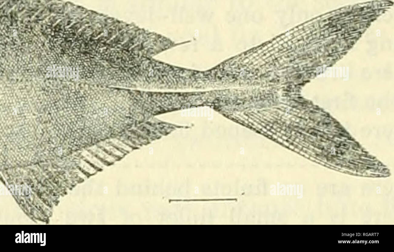 Requin baleine et poisson pilote Banque de photographies et d’images à ...
