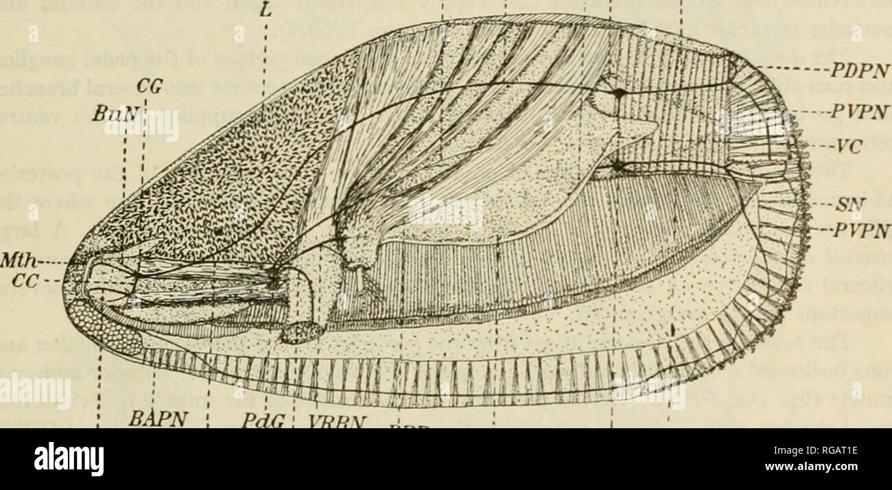 . Bulletin de l'United States Fish Commission. Pêche -- United States ...