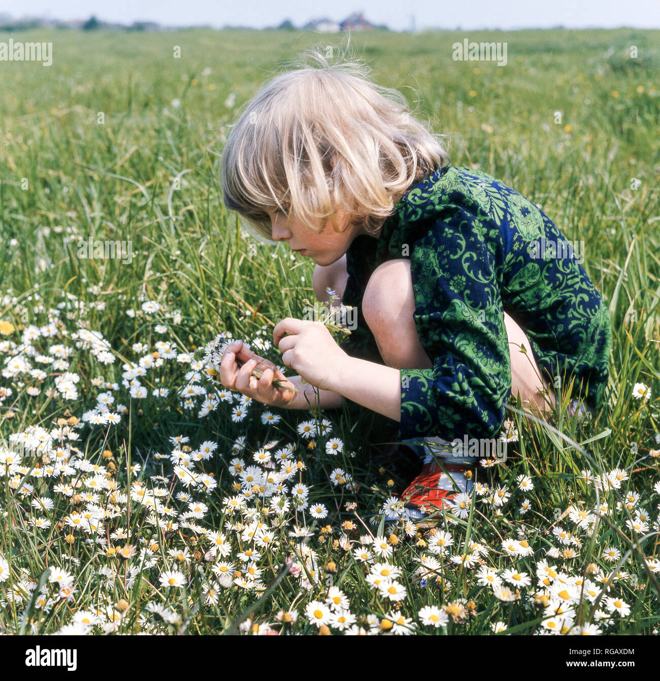 Picking daisies Banque de photographies et d’images à haute résolution ...