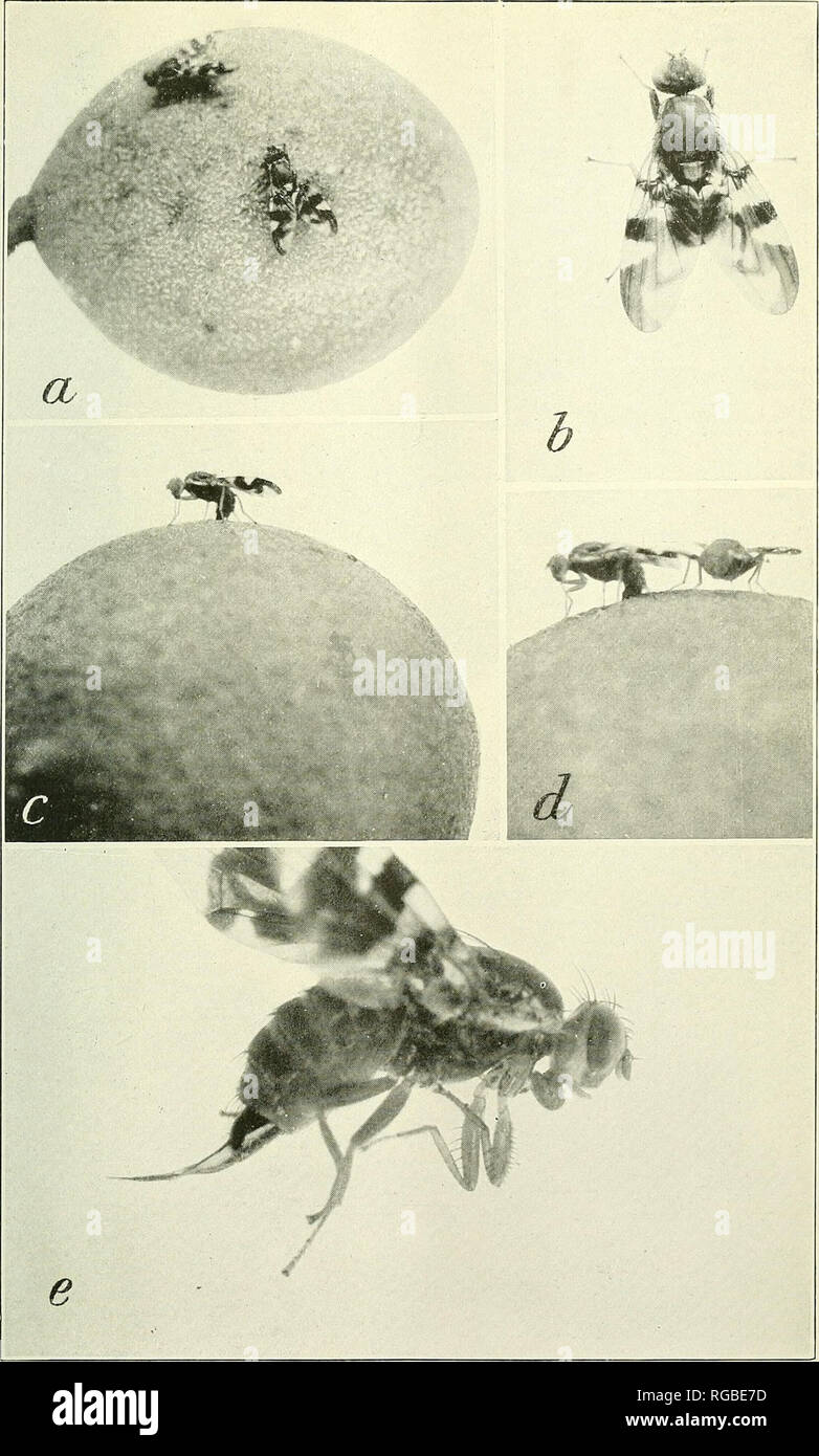 Mouche du brou du noyer Banque de photographies et d’images à haute ...