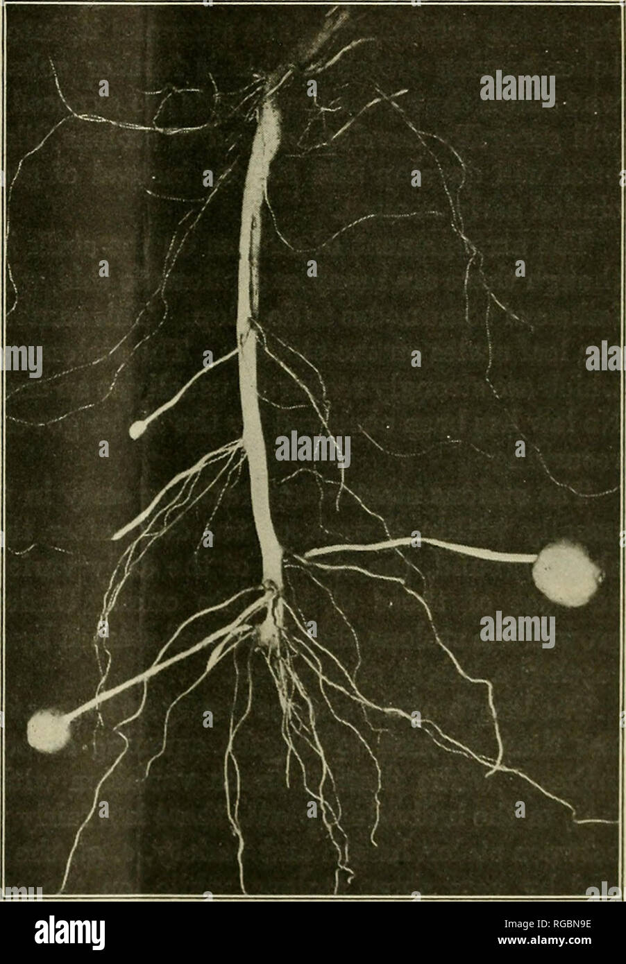 Développement des tubercules Banque de photographies et d’images à ...