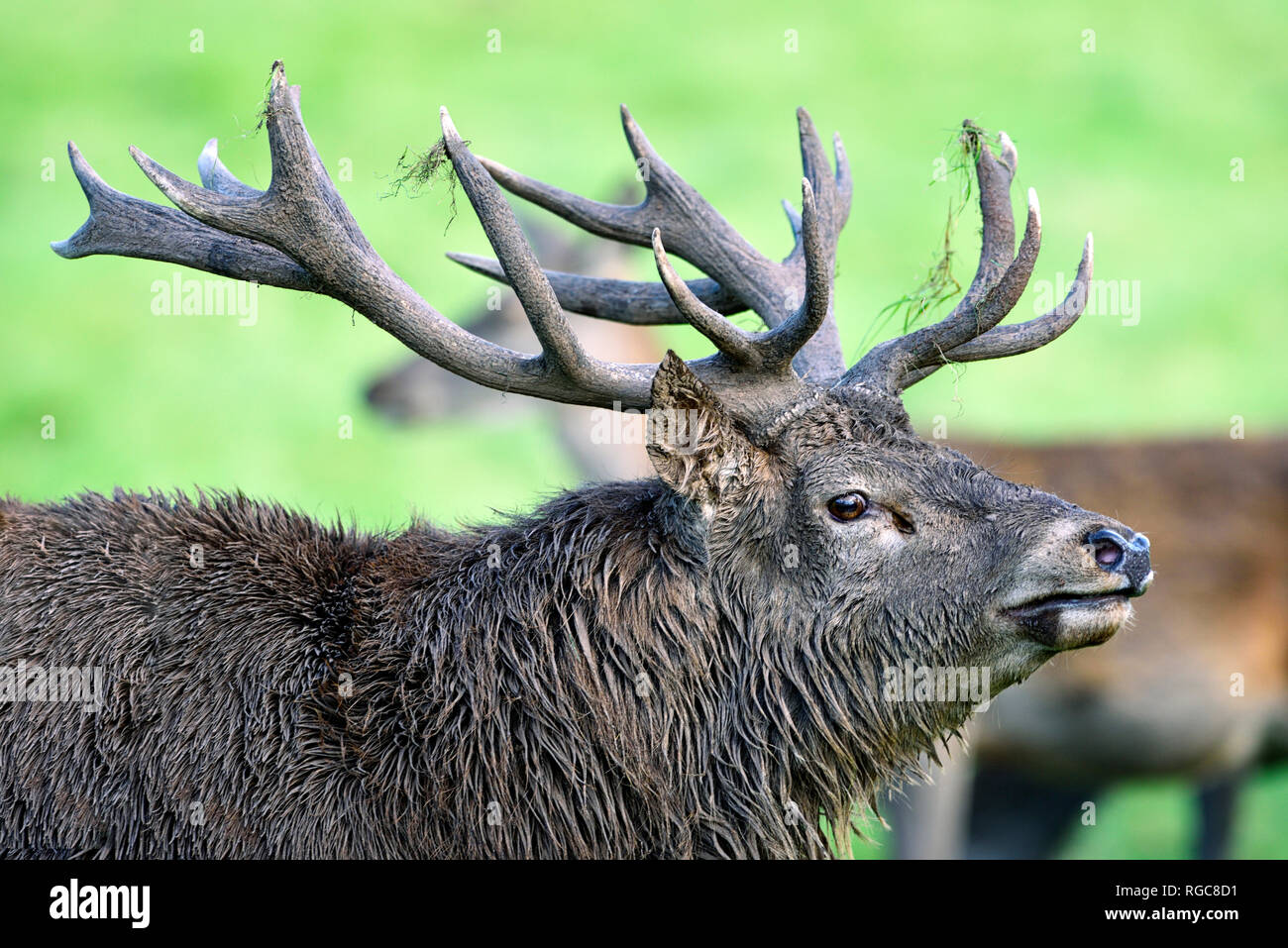 Cerf angleterre Banque de photographies et d’images à haute résolution ...